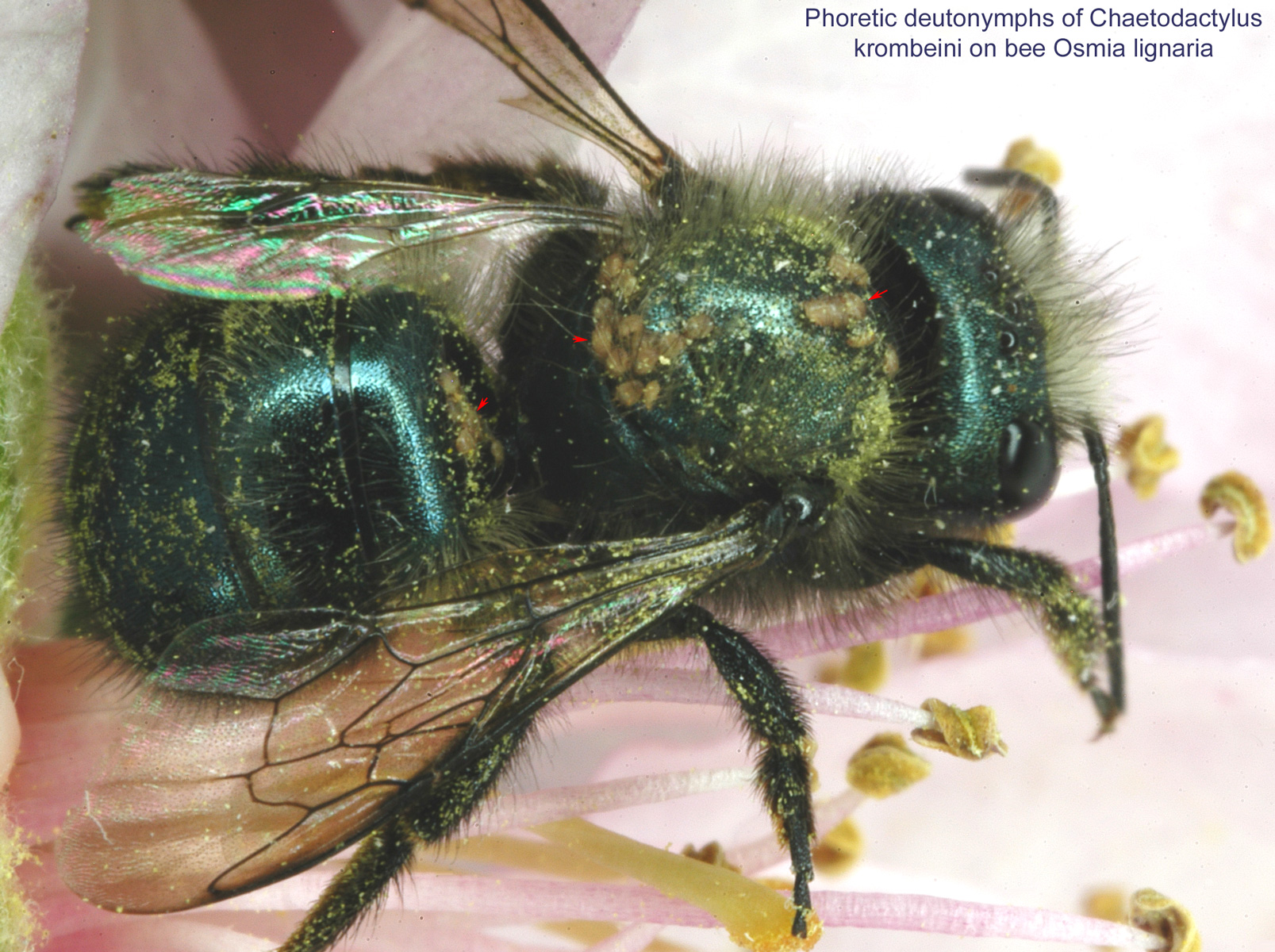 Chaetodactylus | Bee Mite ID