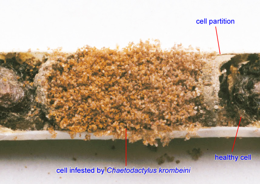 Chaetodactylus | Bee Mite ID