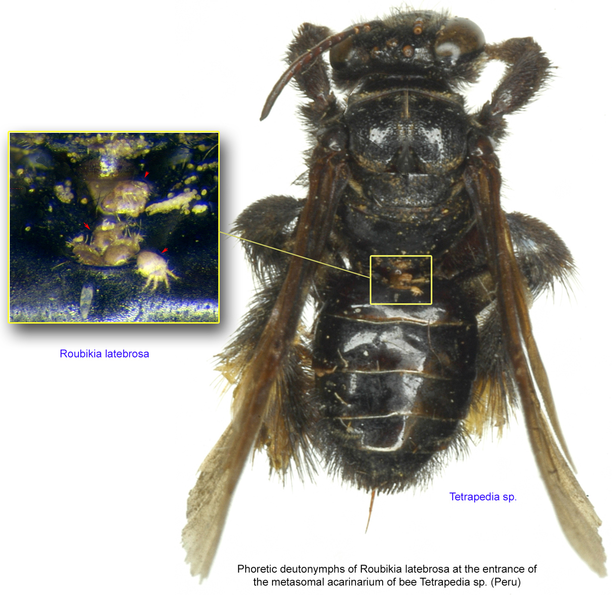 Roubikia | Bee Mite ID