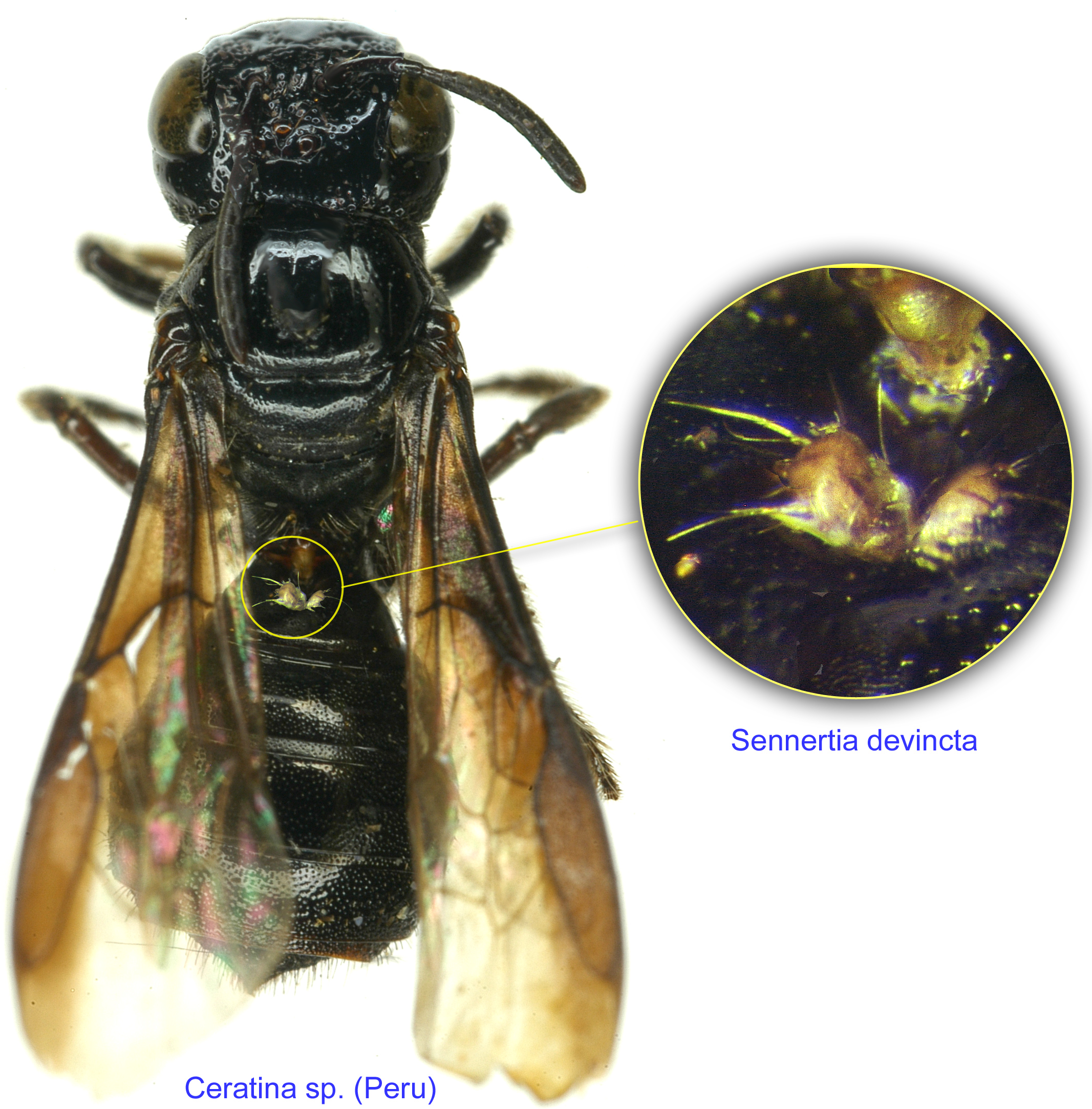 Sennertia | Bee Mite ID