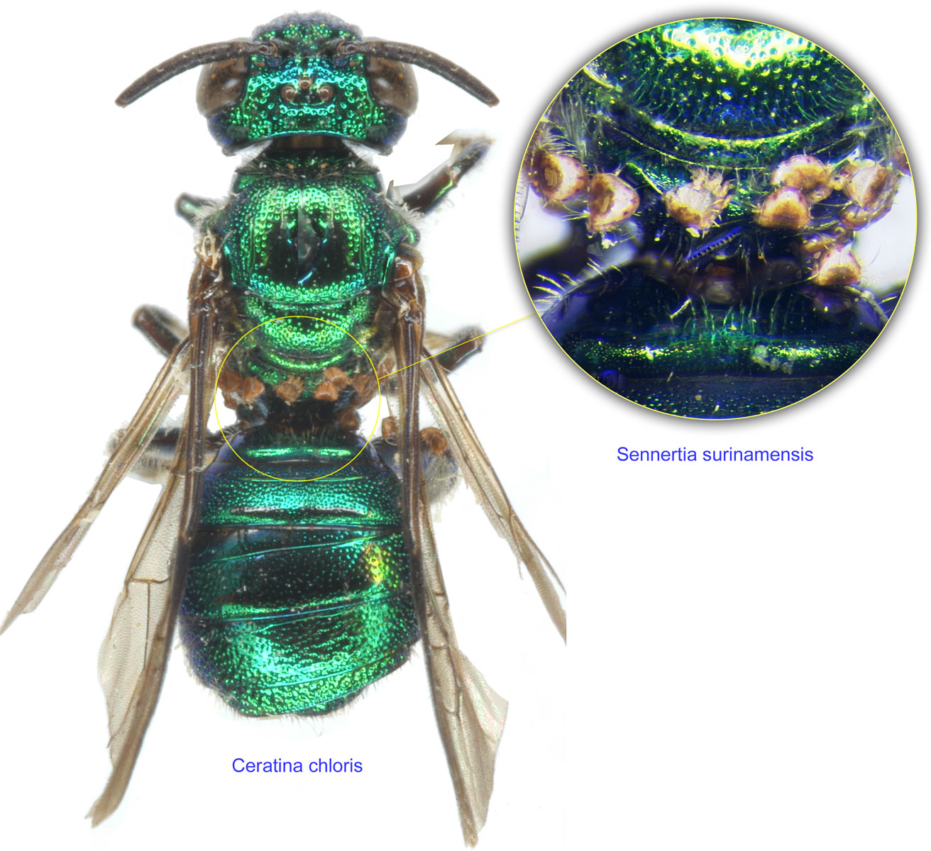 Sennertia | Bee Mite ID