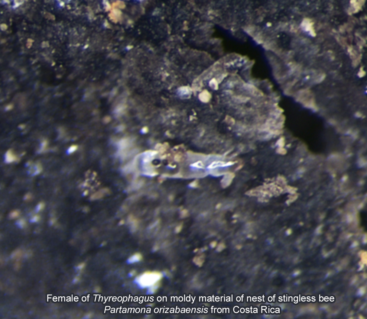 Thyreophagus | Bee Mite ID