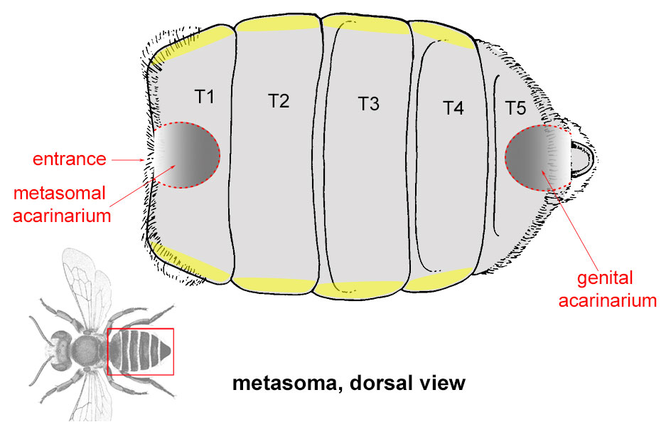 Bee morphology | Bee Mite ID