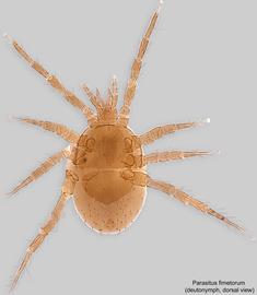 Parasitus | Bee Mite ID