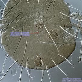 Aeroglyphus | Bee Mite ID
