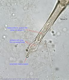 Carpoglyphus | Bee Mite ID