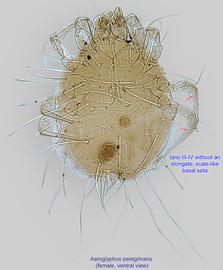 Aeroglyphus | Bee Mite ID