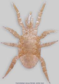 Cosmolaelaps | Bee Mite ID
