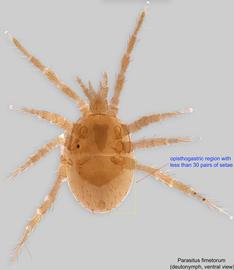 Parasitus | Bee Mite ID