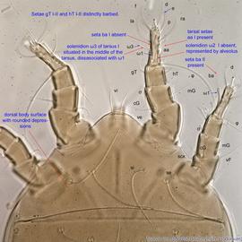 Acarus | Bee Mite ID