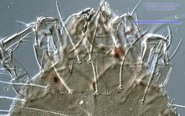 Aeroglyphus | Bee Mite ID