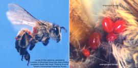 Leptus | Bee Mite ID