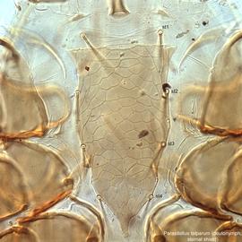 Parasitellus | Bee Mite ID