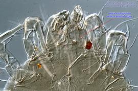 Aeroglyphus | Bee Mite ID