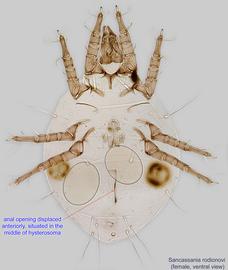 Sancassania | Bee Mite ID