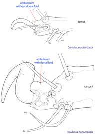 Centriacarus | Bee Mite ID