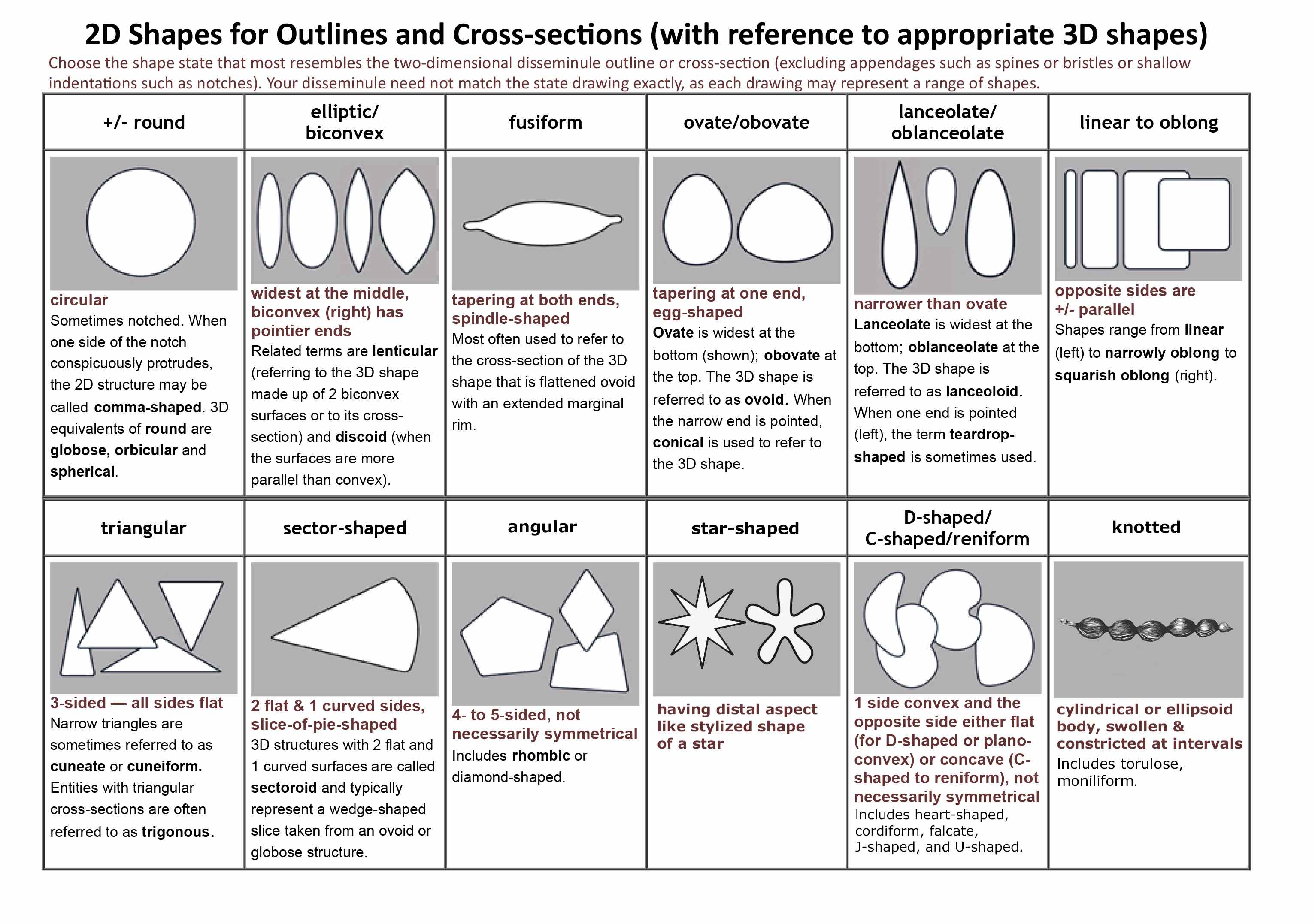 ITP | Morphology Diagram