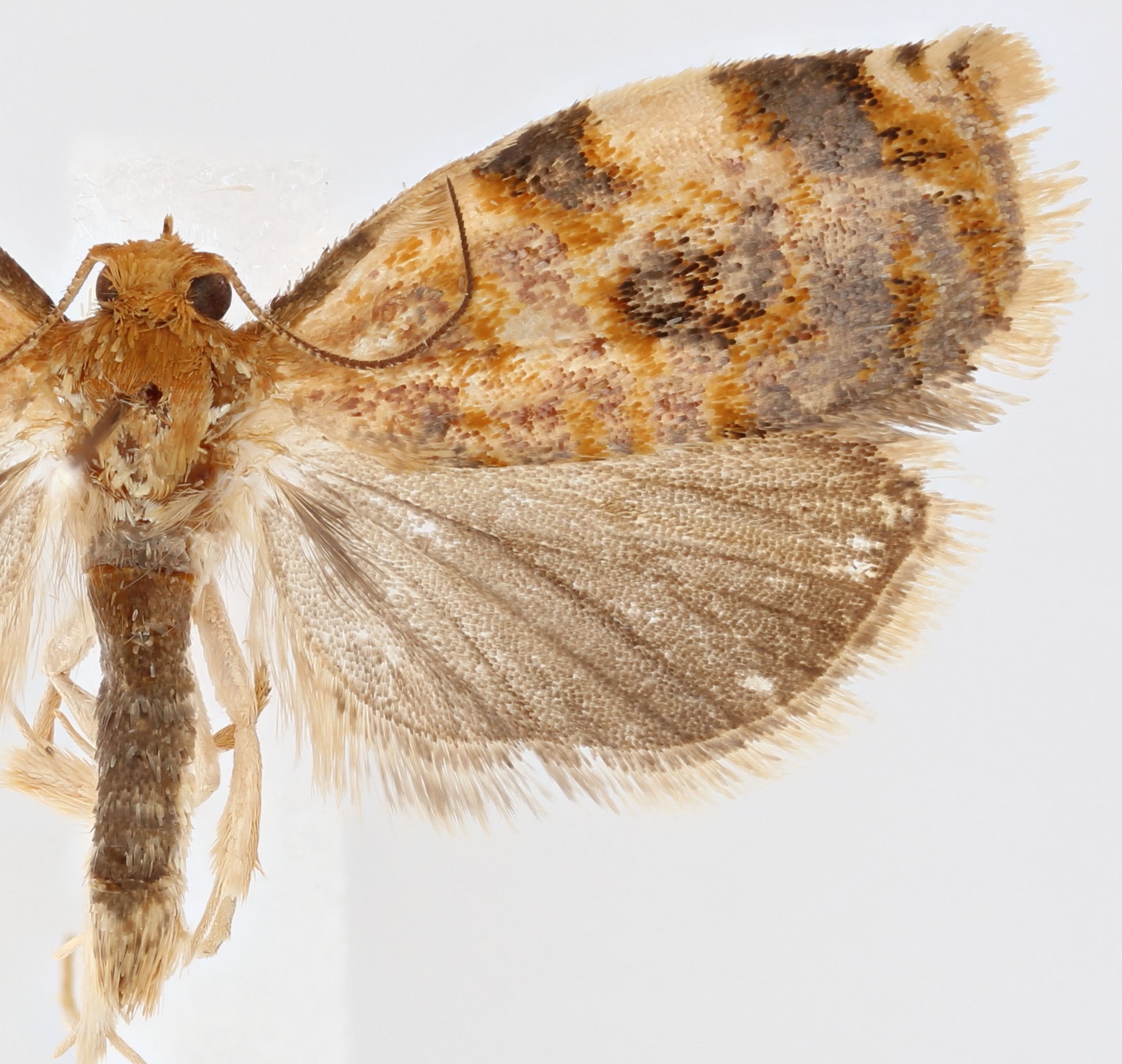 Archips georgiana | Tortricid ID