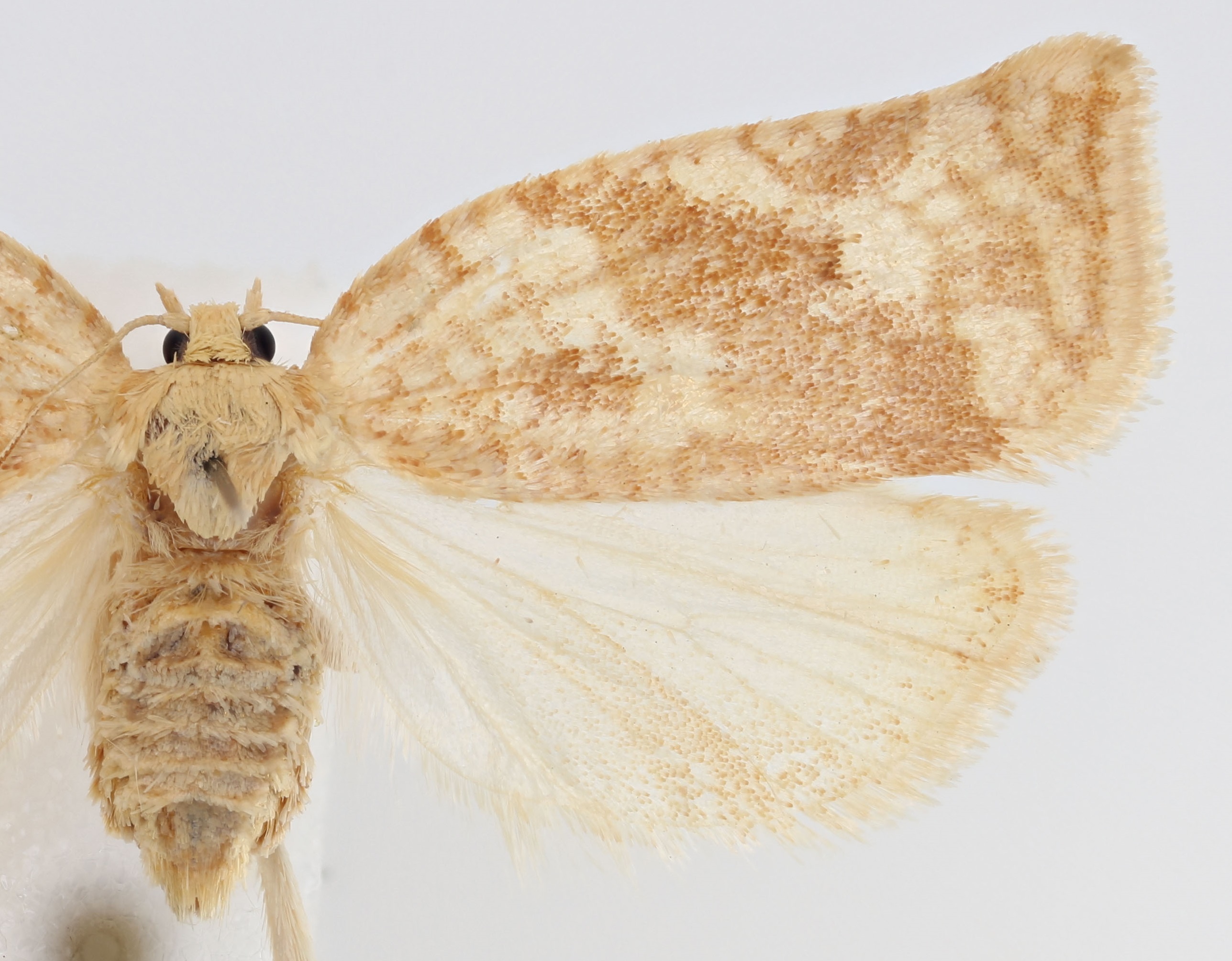 Archips negundana | Tortricid ID