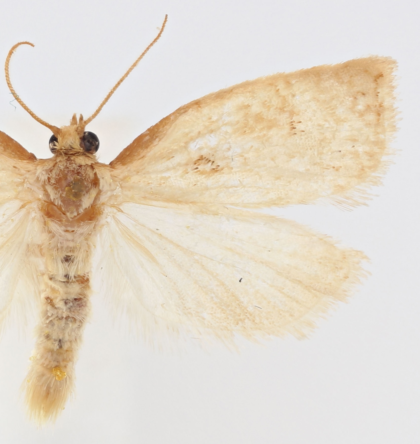 Archips negundana | Tortricid ID