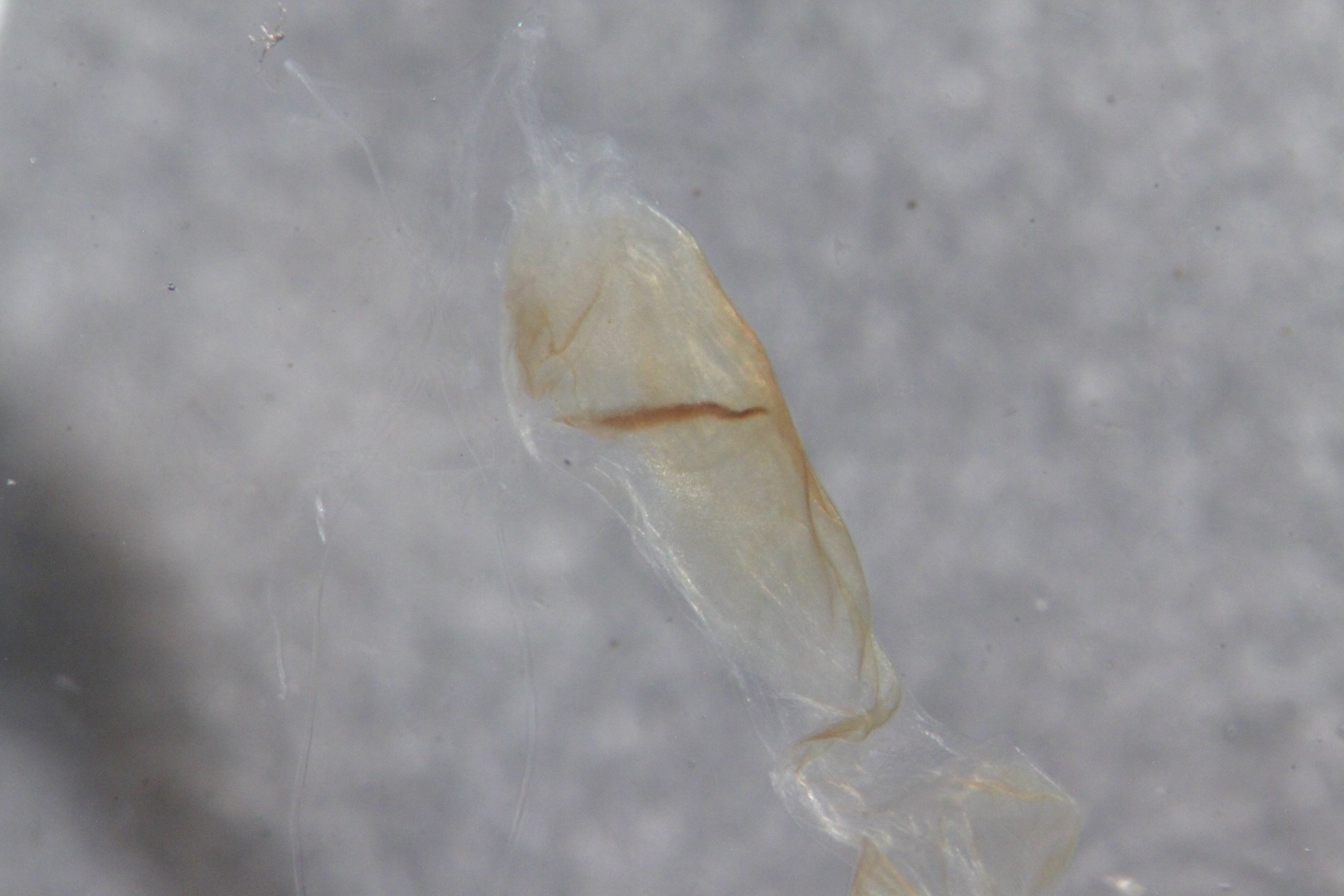 Monochamus grandis | CerambycID