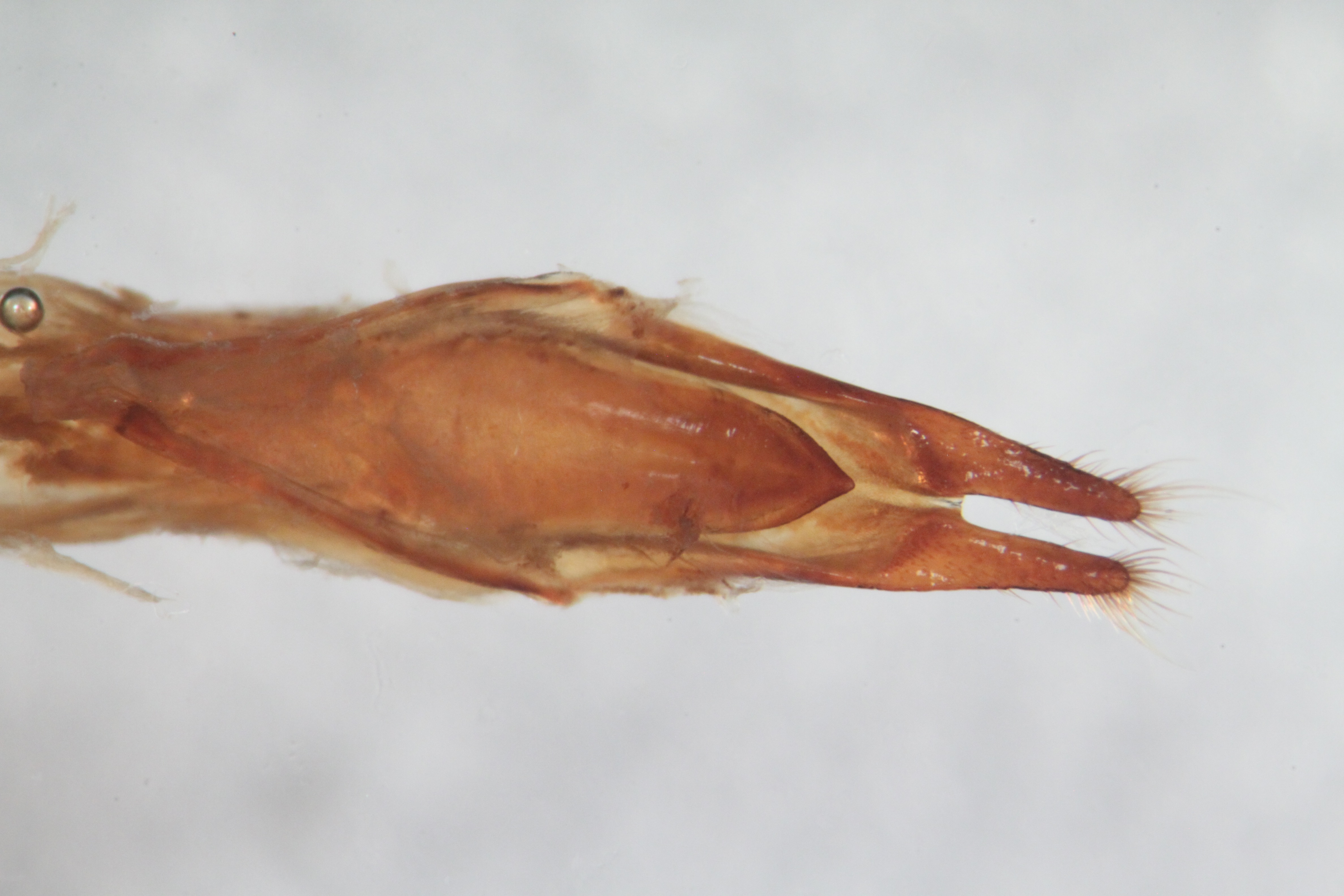 Monochamus marmorator | CerambycID