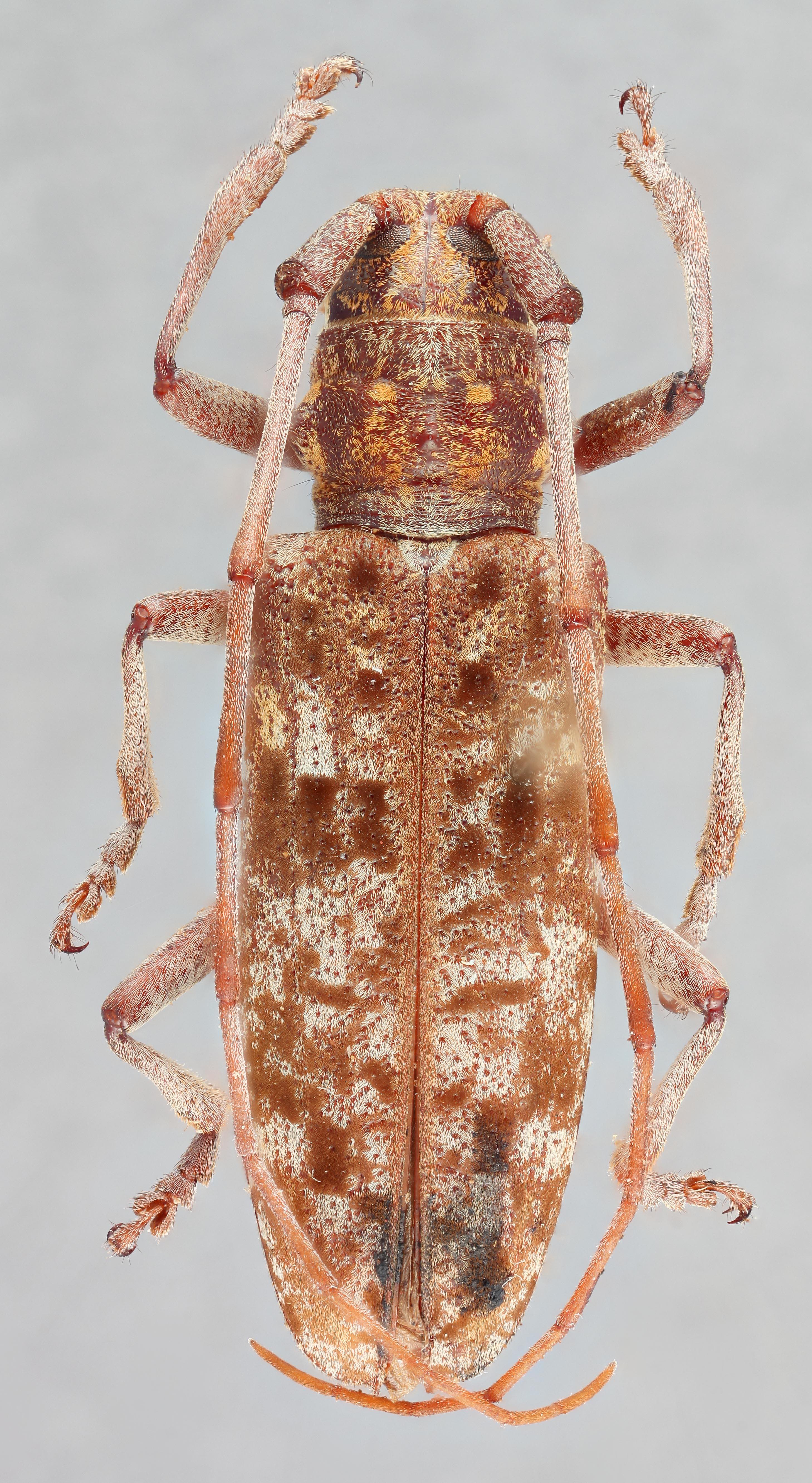 Monochamus titillator | CerambycID