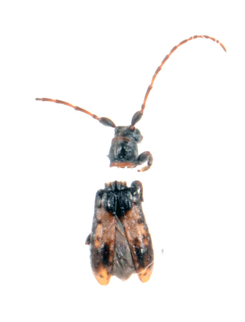 Miccolamia (Isomiccolamia) | CerambycID
