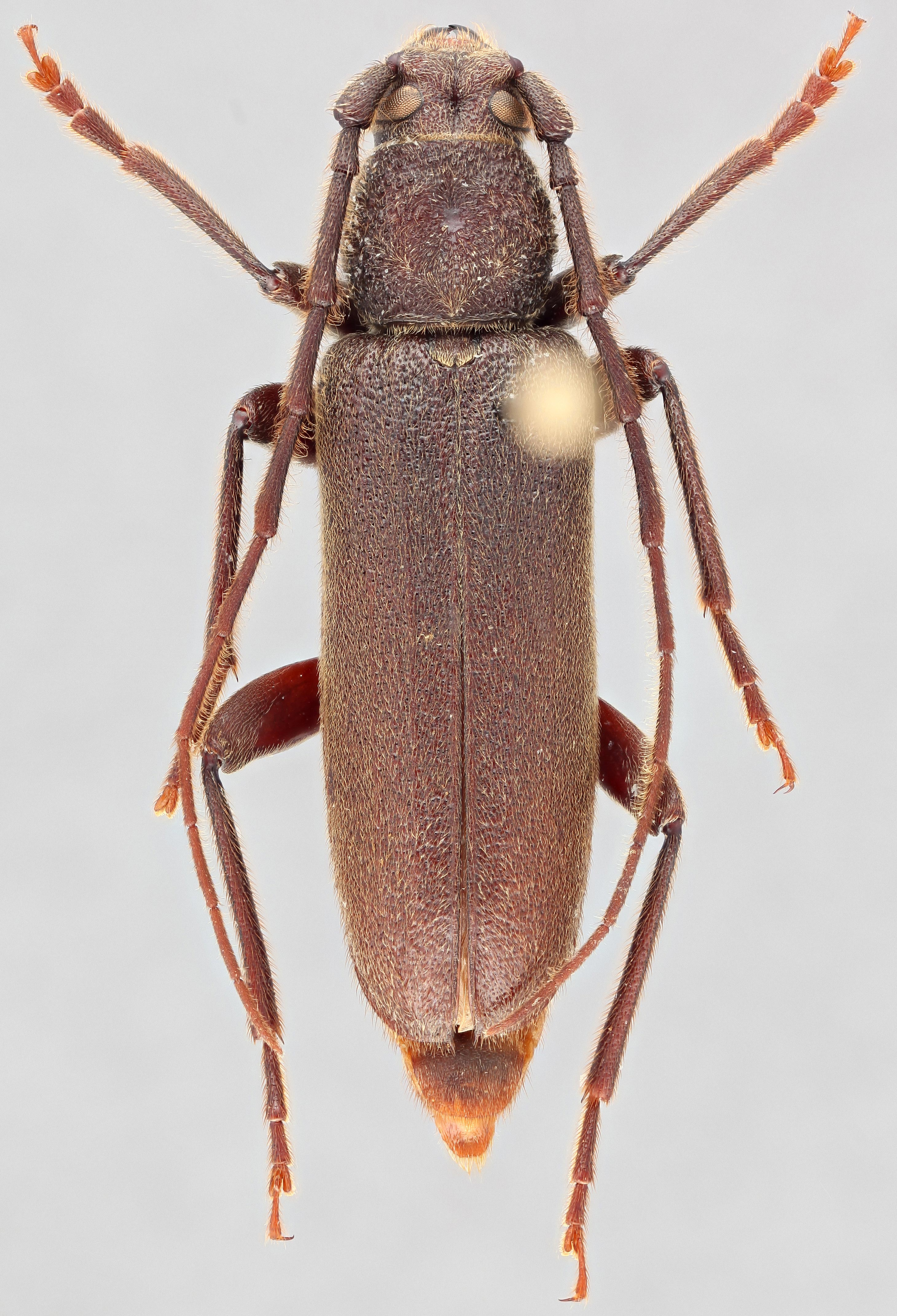 Cephalallus | CerambycID