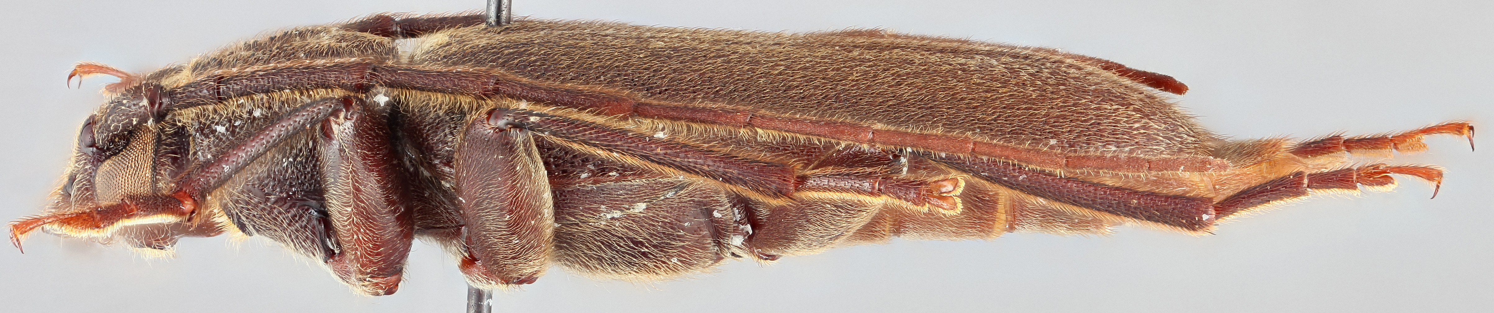 Cephalallus | CerambycID