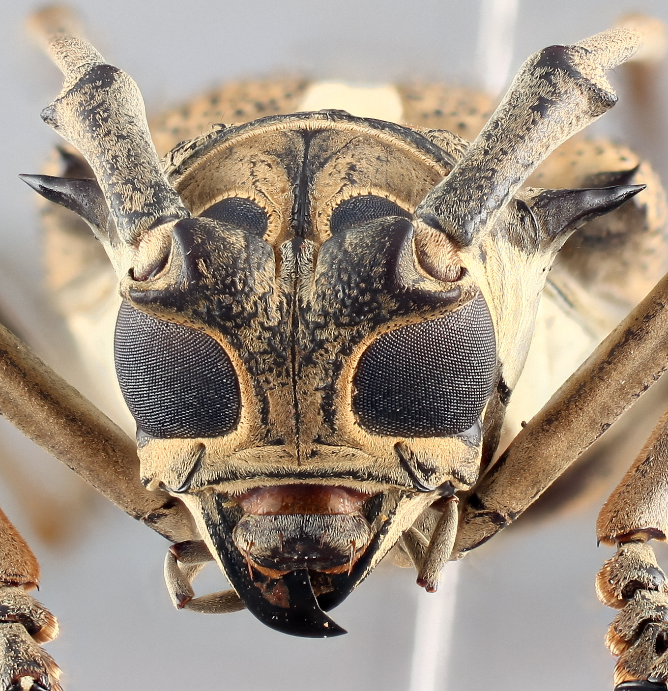 Batocera | CerambycID