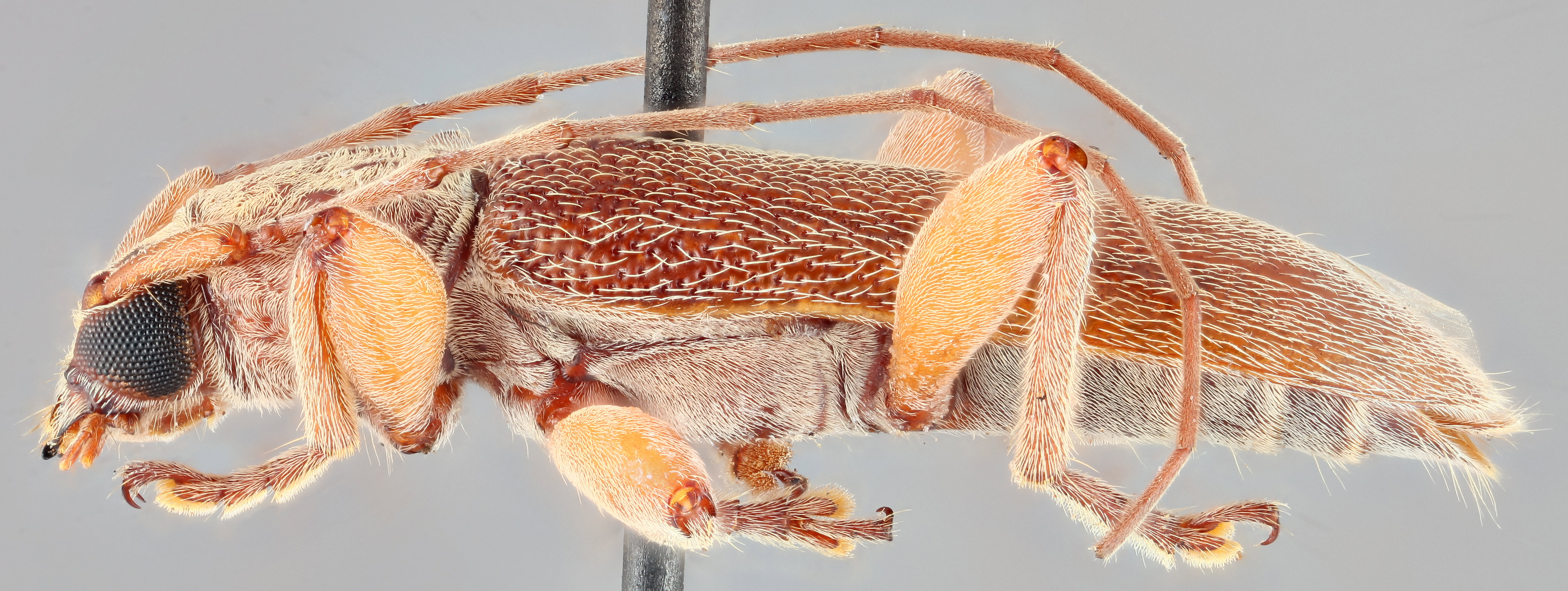 Ceresium | CerambycID