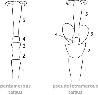 Monochamus alternatus | CerambycID
