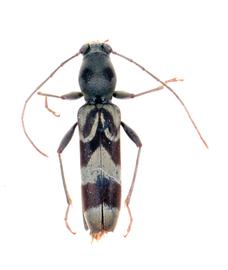 Demonax | CerambycID